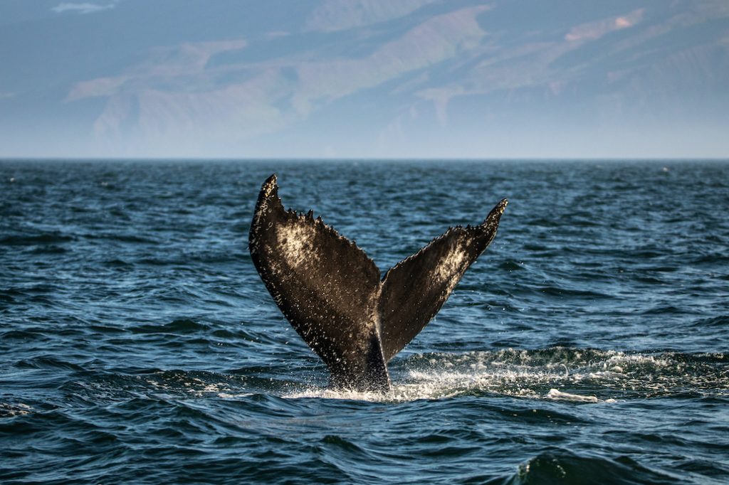 Camper Island • 10 Tage Rundreise mit dem Camper durch Island